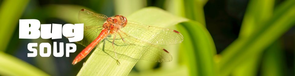 Bug Soup | Bow Habitat Station
