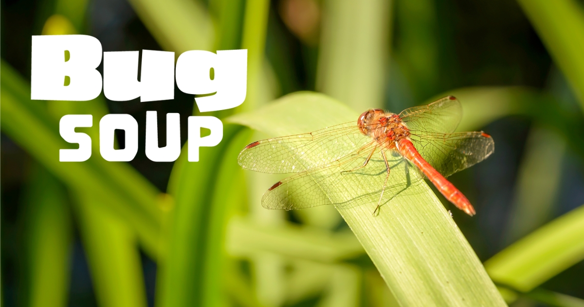 Bug Soup | Bow Habitat Station