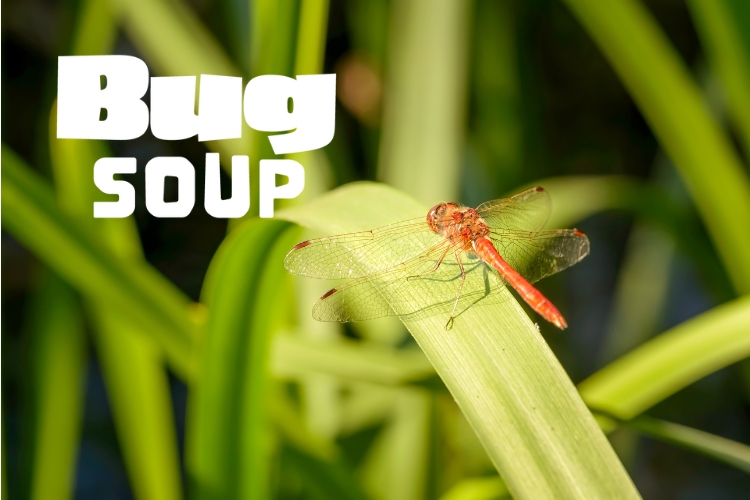 What's On | Bow Habitat Station